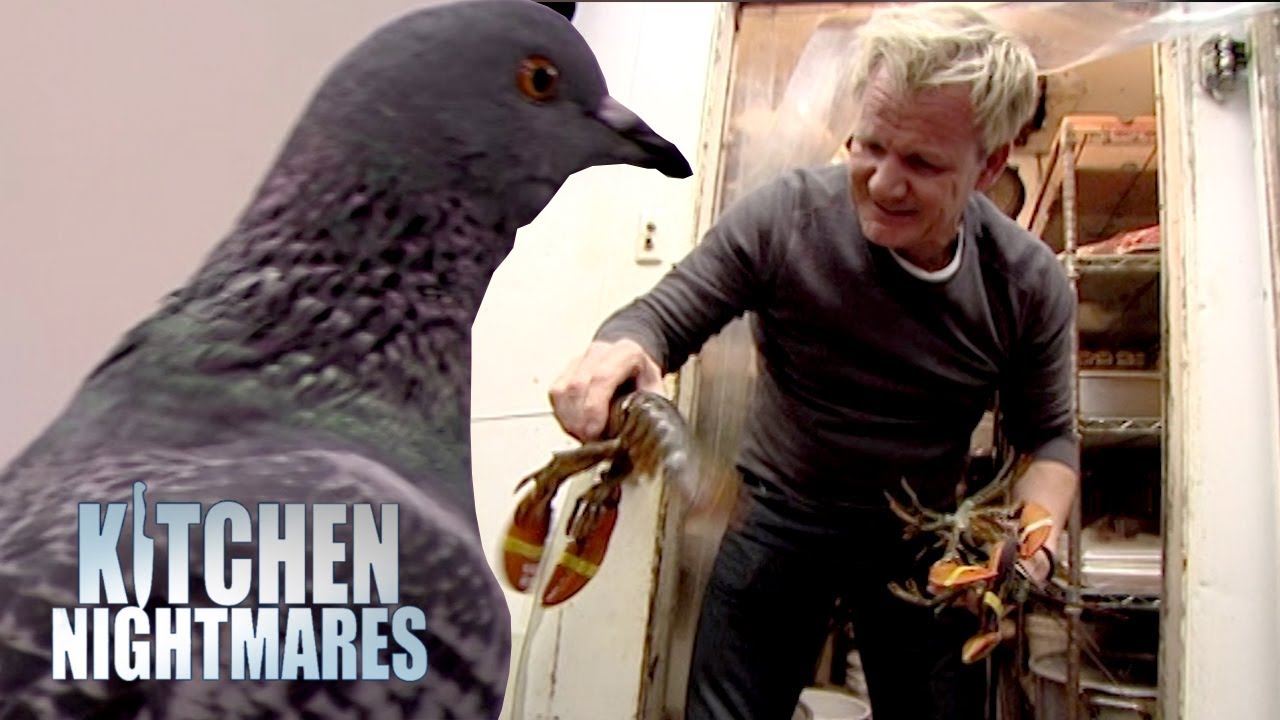 Ramsay Finds A Pigeon and More Dead Lobster in the Kitchen | Kitchen ...