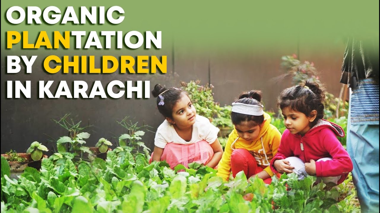 Organic Plantation by Children in Karachi - The Cook Book